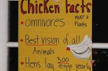 Expanded chicken ordinance up for August vote