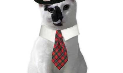 Shy, cute Dwight wants to be your special cat