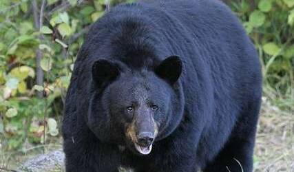 Fall black bear hunting season about to start
