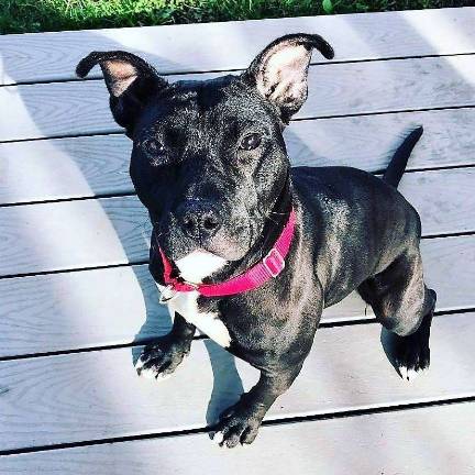 Emma, after rescue, goes from emaciated to enchanting