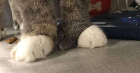 Avery the cat is the Pet of the Week