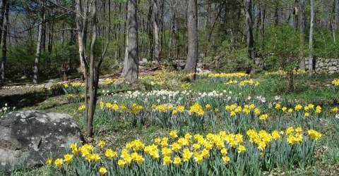 New Jersey State Botanical Garden offers programs on flowers, birding