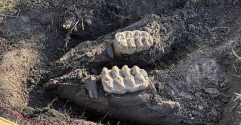 Mastodon jaw unearthed in Orange County